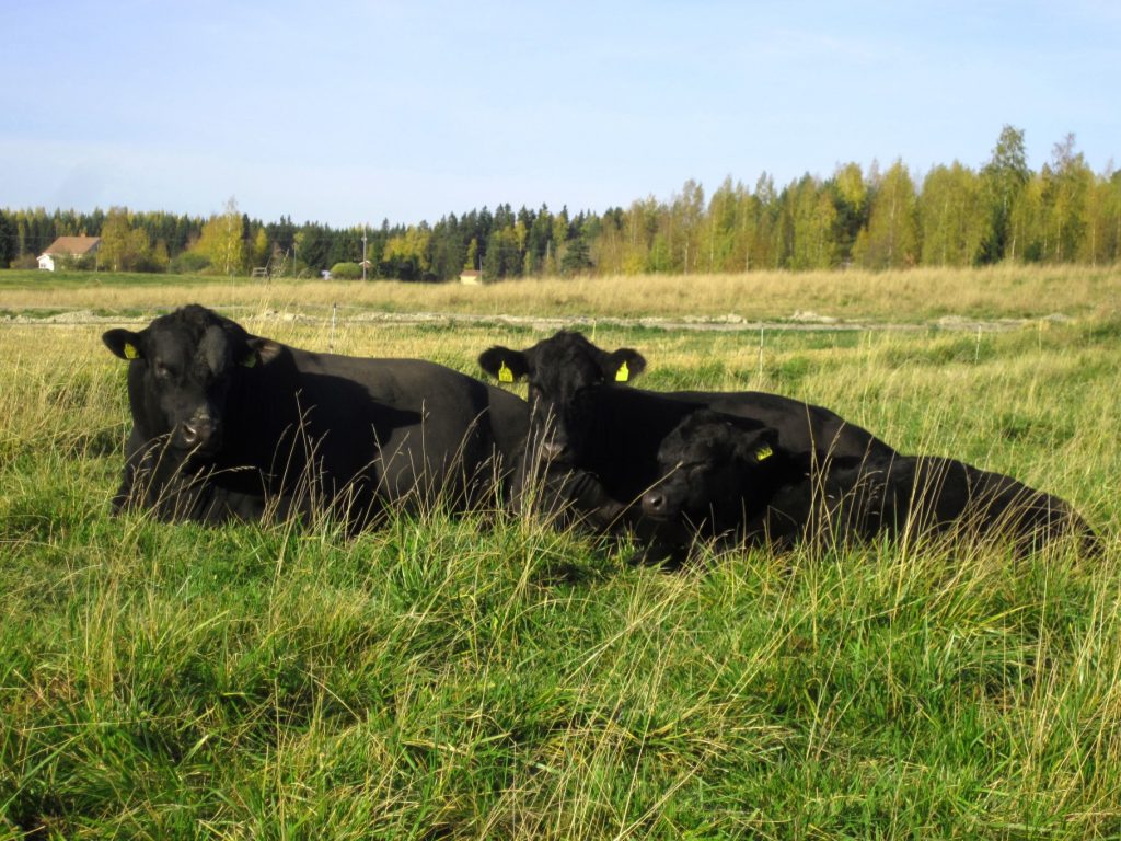 The breed - Suomen Angusyhdistys